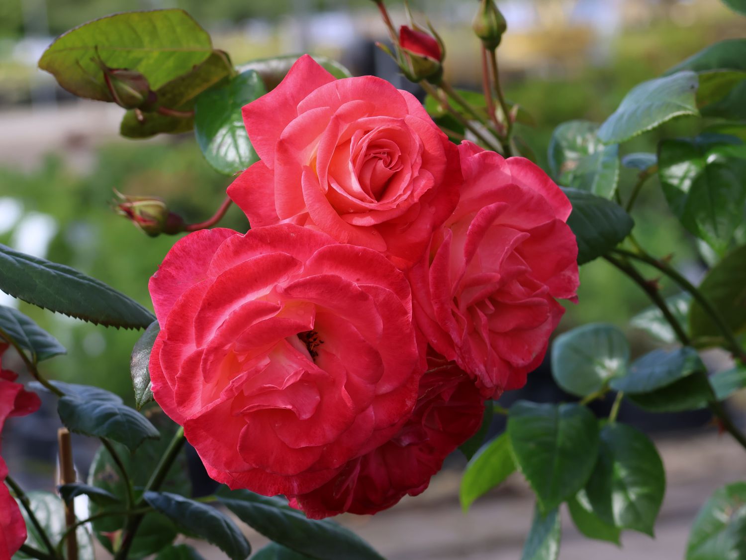 Kletterrose 'Shogun' ® - Finde Deine neue Rose + Online Ratgeber