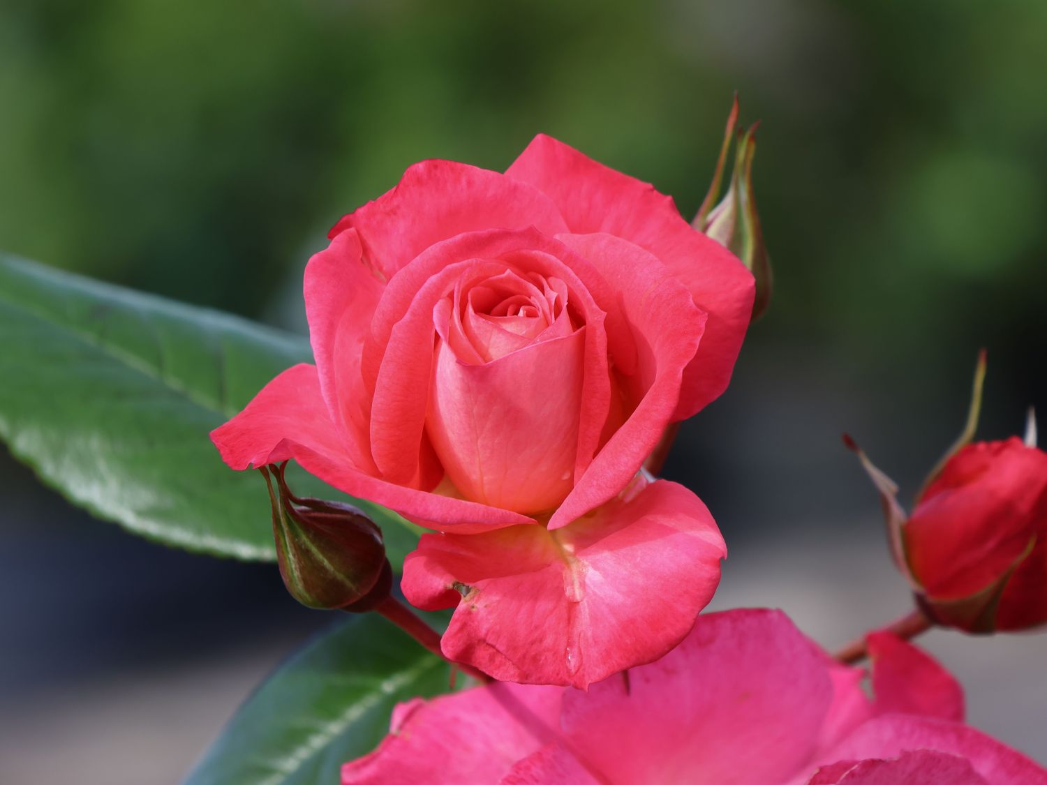 Kletterrose 'Shogun' ® - Finde Deine neue Rose + Online Ratgeber