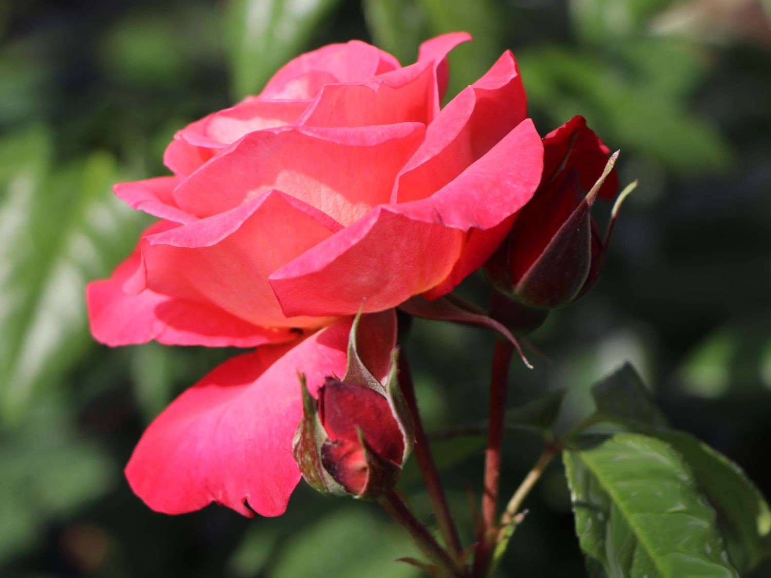 Kletterrose 'Shogun' ® - Finde Deine neue Rose + Online Ratgeber