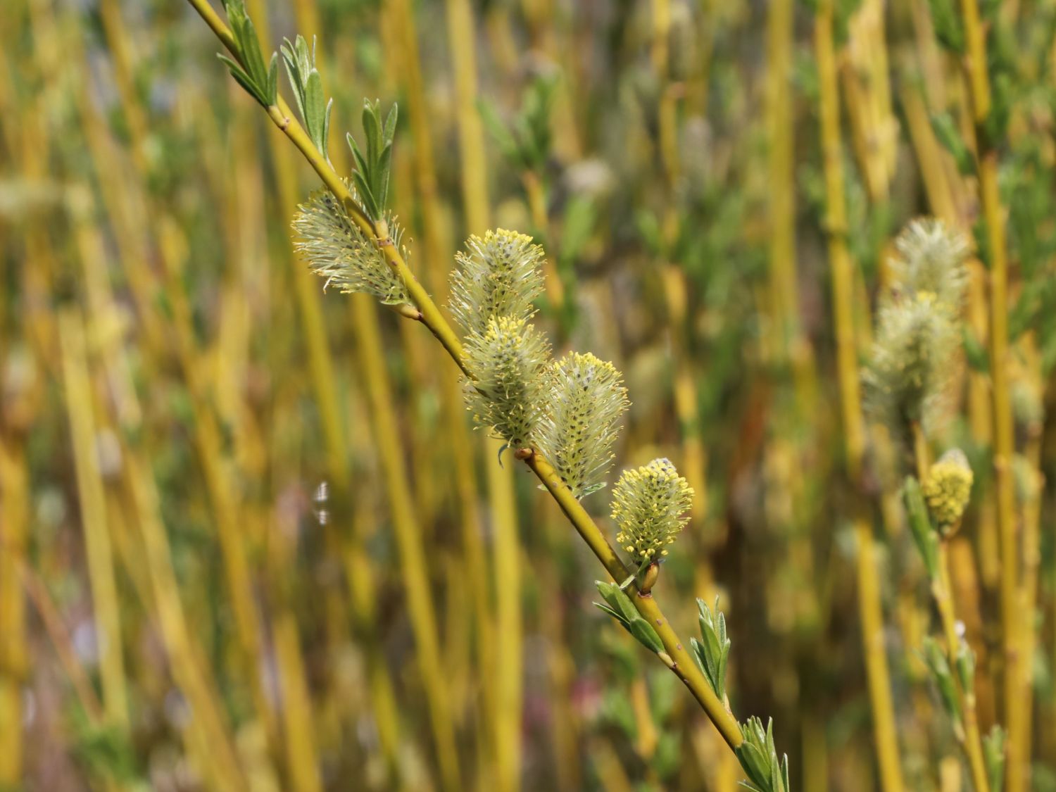 Korbweide / Flechtweide / Hanfweide - Salix viminalis - Baumschule ...