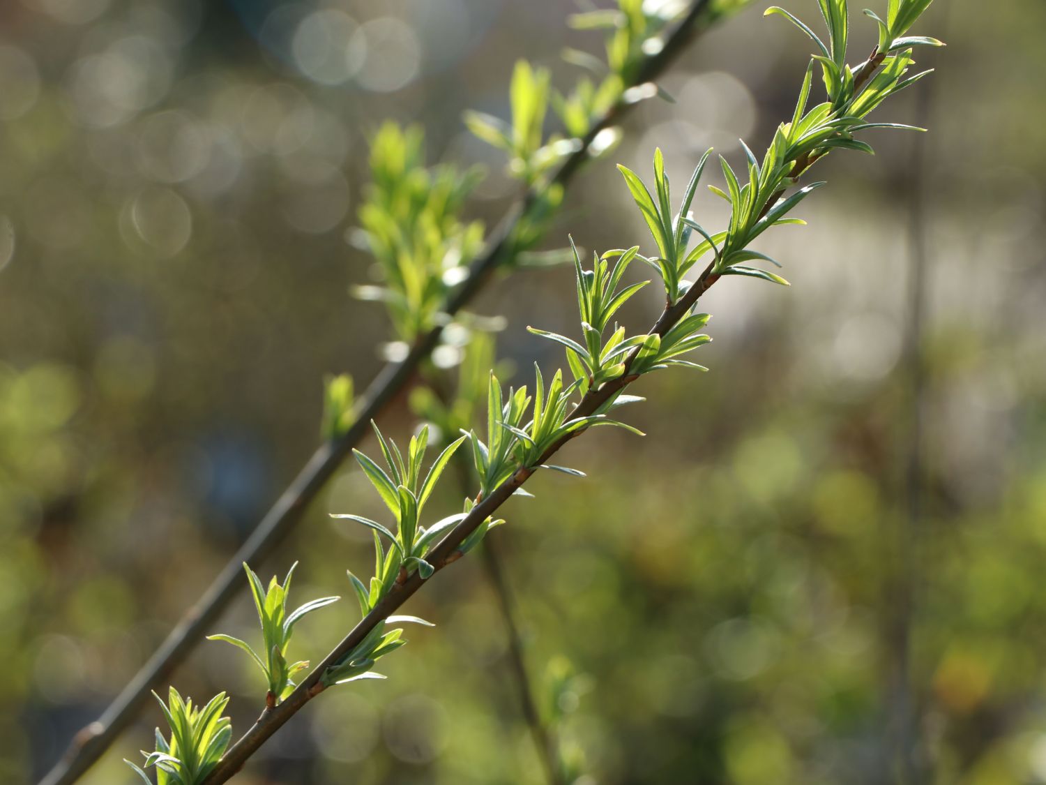 Korbweide / Flechtweide 'Weidentipi' - Salix viminalis 'Weidentipi ...