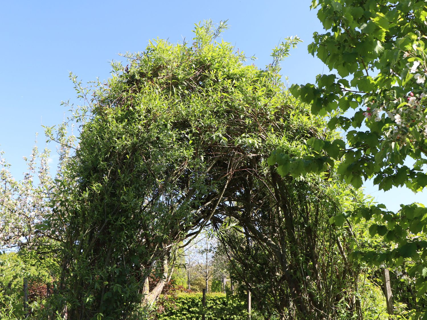 Korbweide / Flechtweide 'Weidentipi' - Salix viminalis 'Weidentipi ...