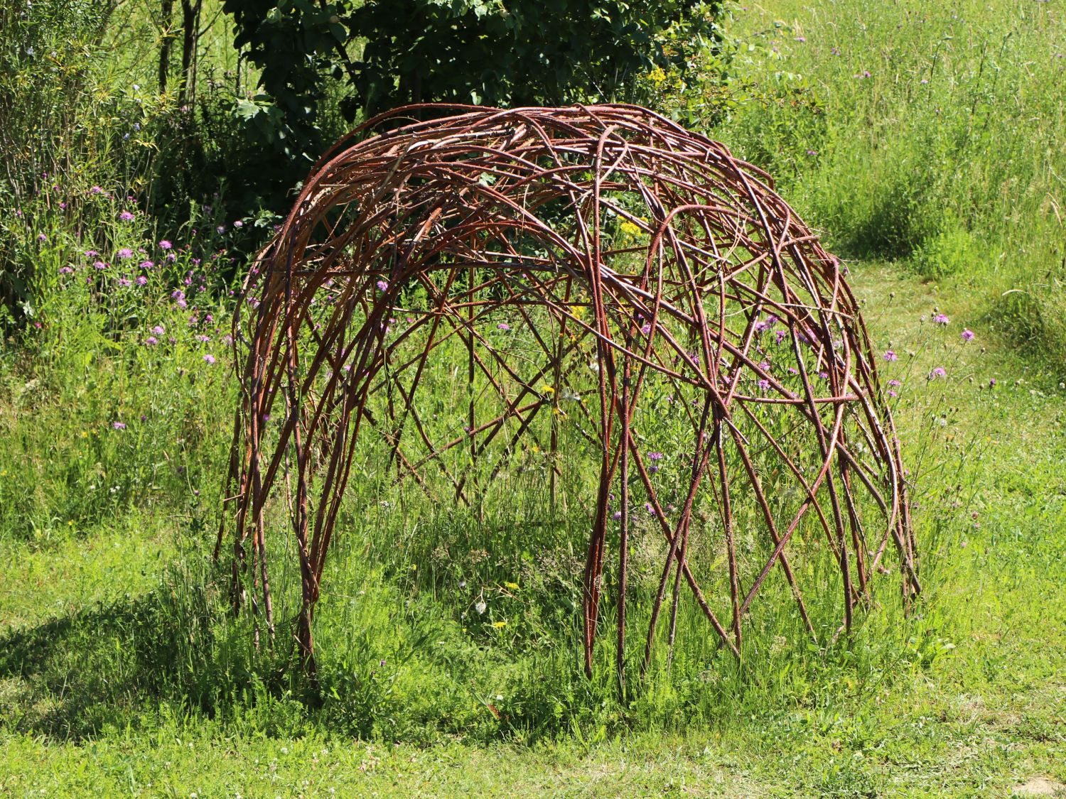 Korbweide / Flechtweide 'Weidentipi' - Salix viminalis 'Weidentipi ...