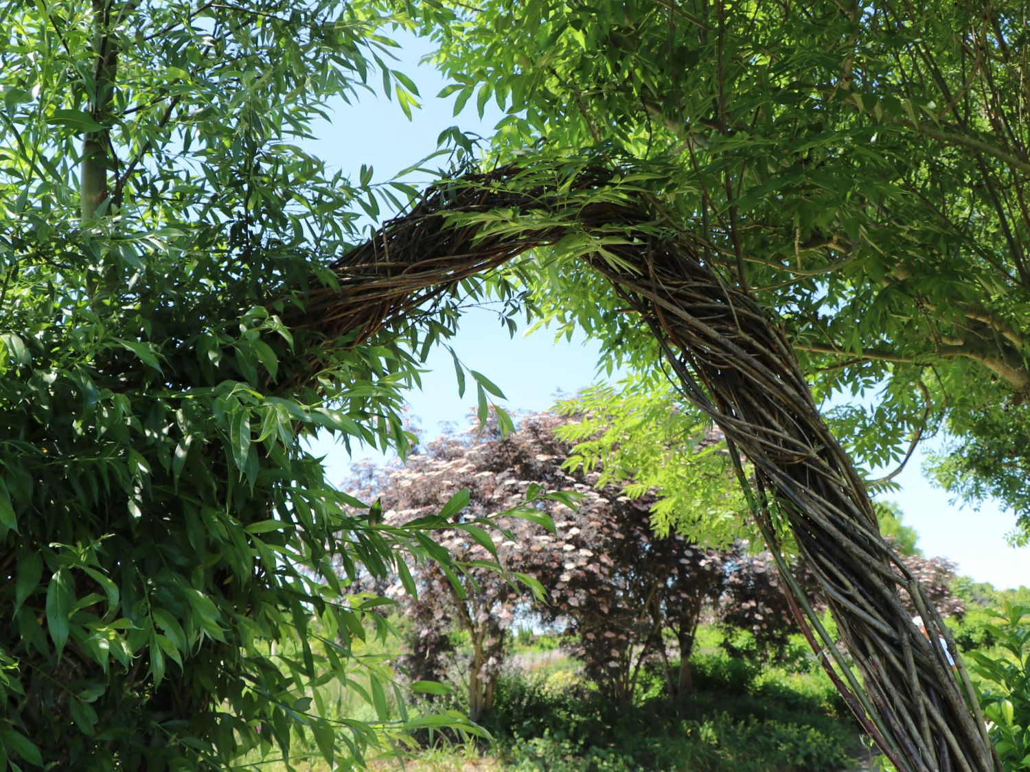 Korbweide / Flechtweide 'Weidentipi' - Salix viminalis 'Weidentipi ...