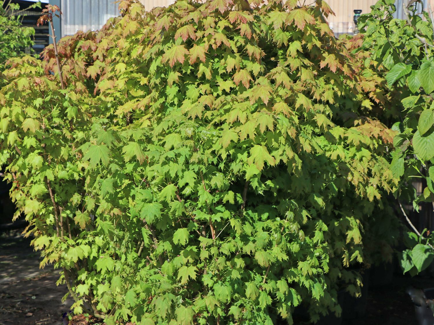 Kugelahorn / Kugelbaum 'Globosum' - Acer platanoides 'Globosum ...