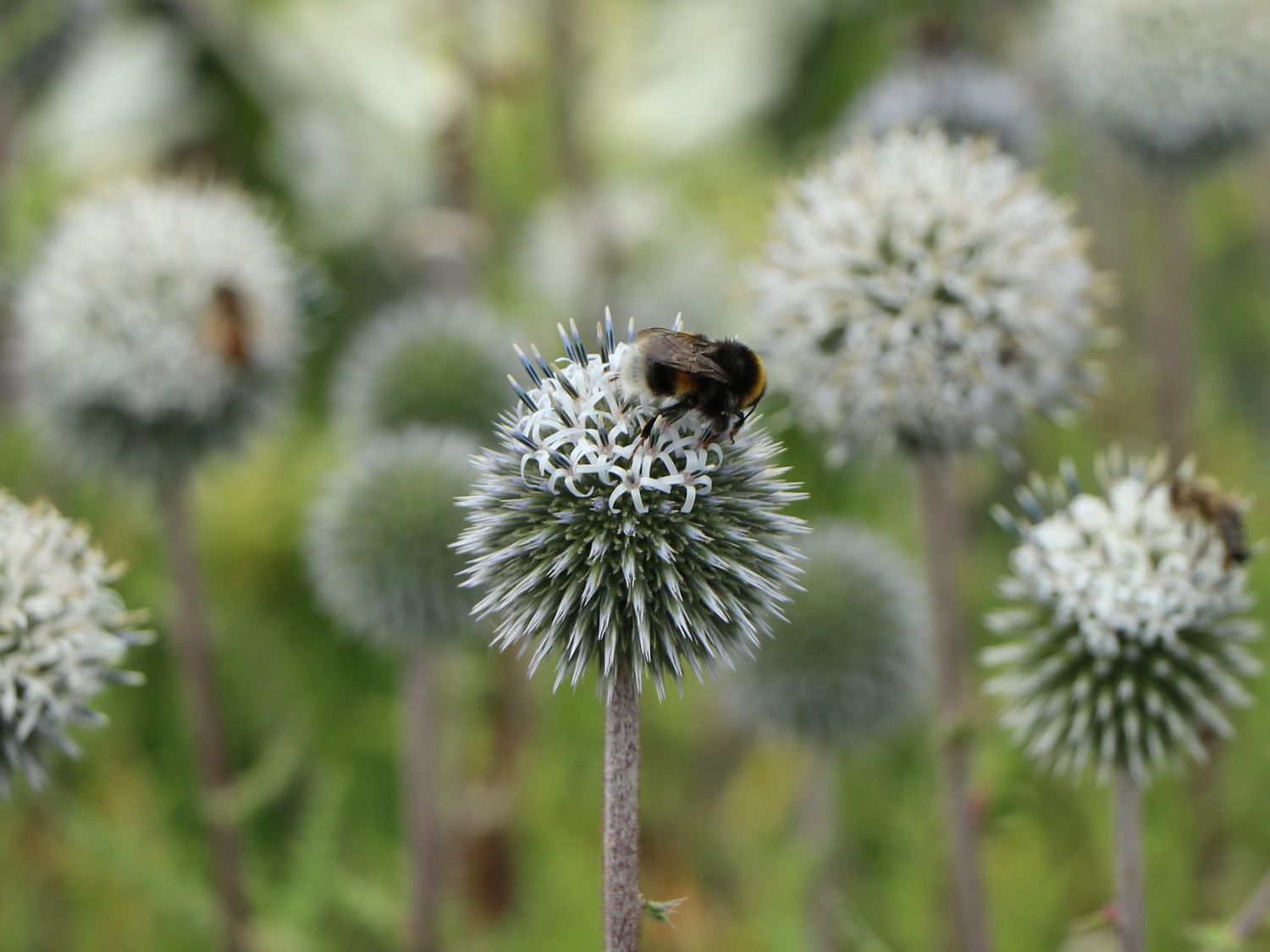 Kugeldistel 'Artic Glow' - Schönste Stauden & Expertenwissen
