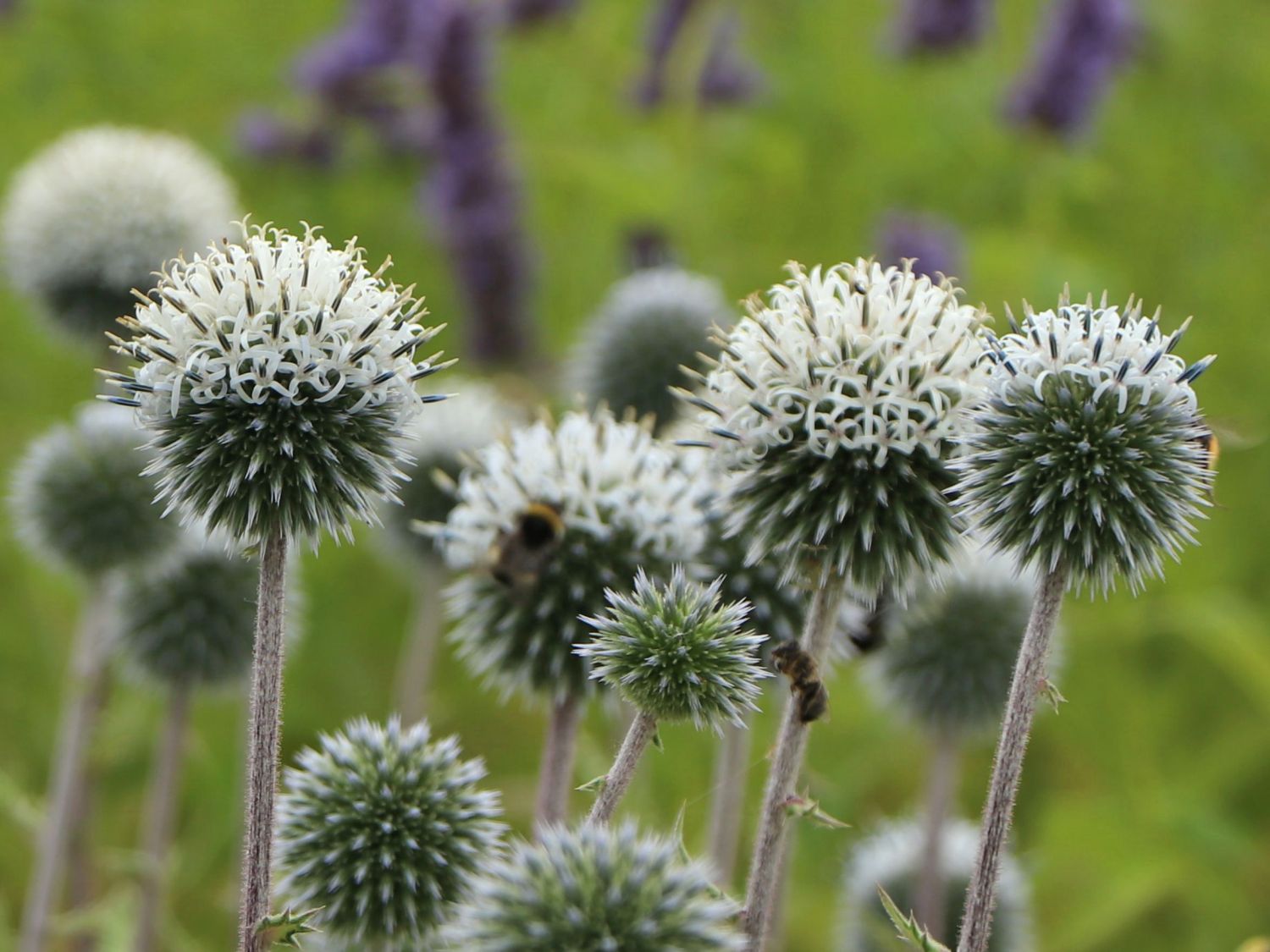 Kugeldistel 'Artic Glow' - Schönste Stauden & Expertenwissen