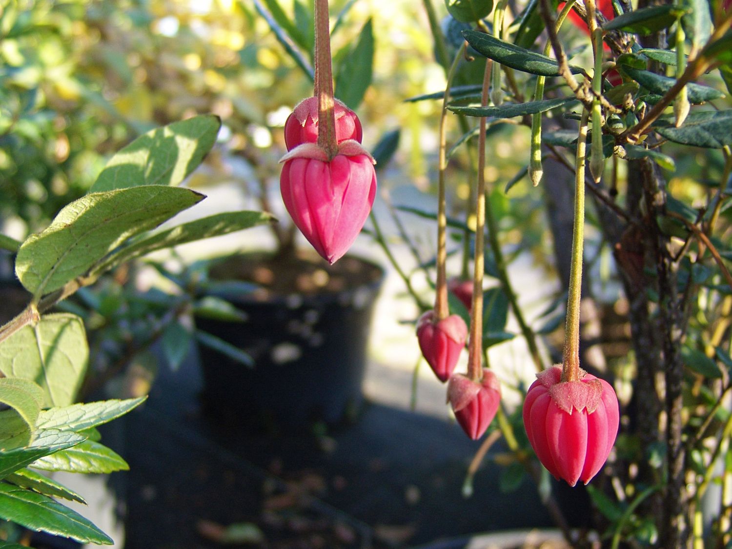 Laternenbaum - Crinodendron hookerianum - Baumschule Horstmann