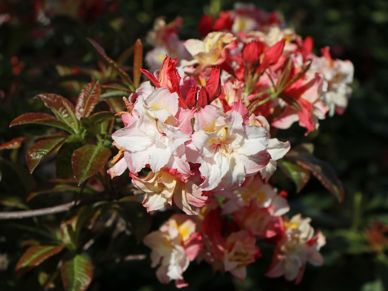 Laubabwerfende Azalee 'Jack A. Sand' - Rhododendron luteum 'Jack A ...