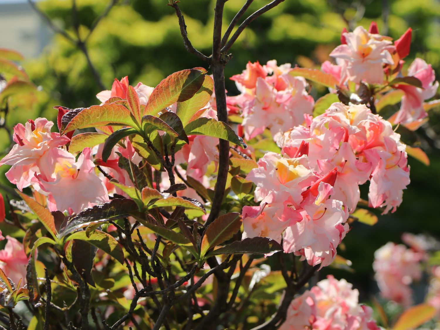Laubabwerfende Azalee 'Jack A. Sand' - Rhododendron luteum 'Jack A ...
