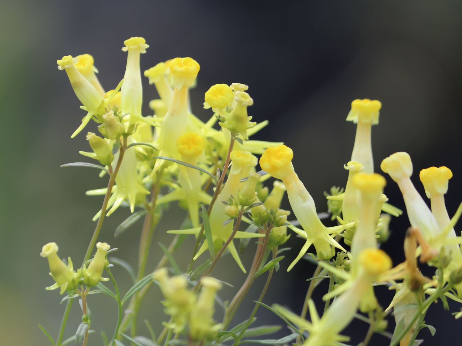 Leinkraut 'Peloric Form' - Alles erfahren über Blüte, Wuchs & Co.