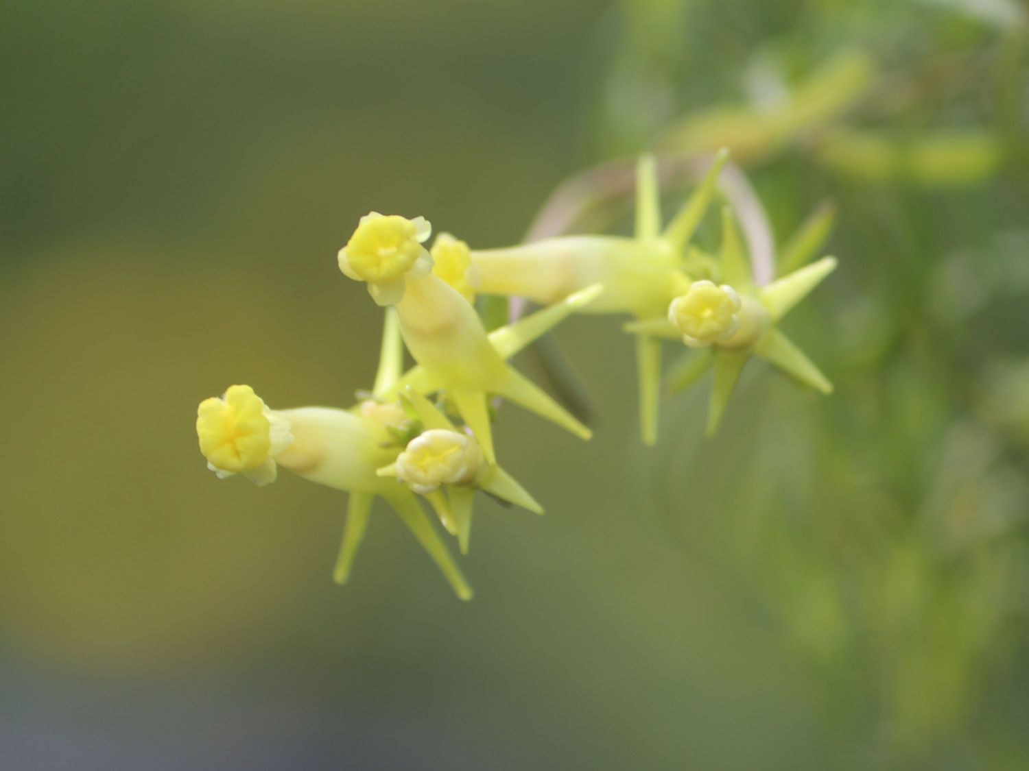 Leinkraut 'Peloric Form' - Alles erfahren über Blüte, Wuchs & Co.