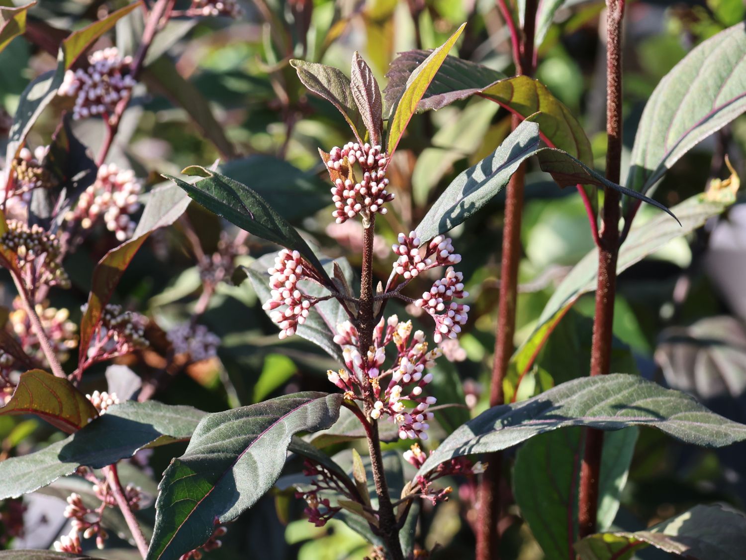 Liebesperlenstrauch / Schönfrucht 'Pearl Glam' - Callicarpa bodinieri ...