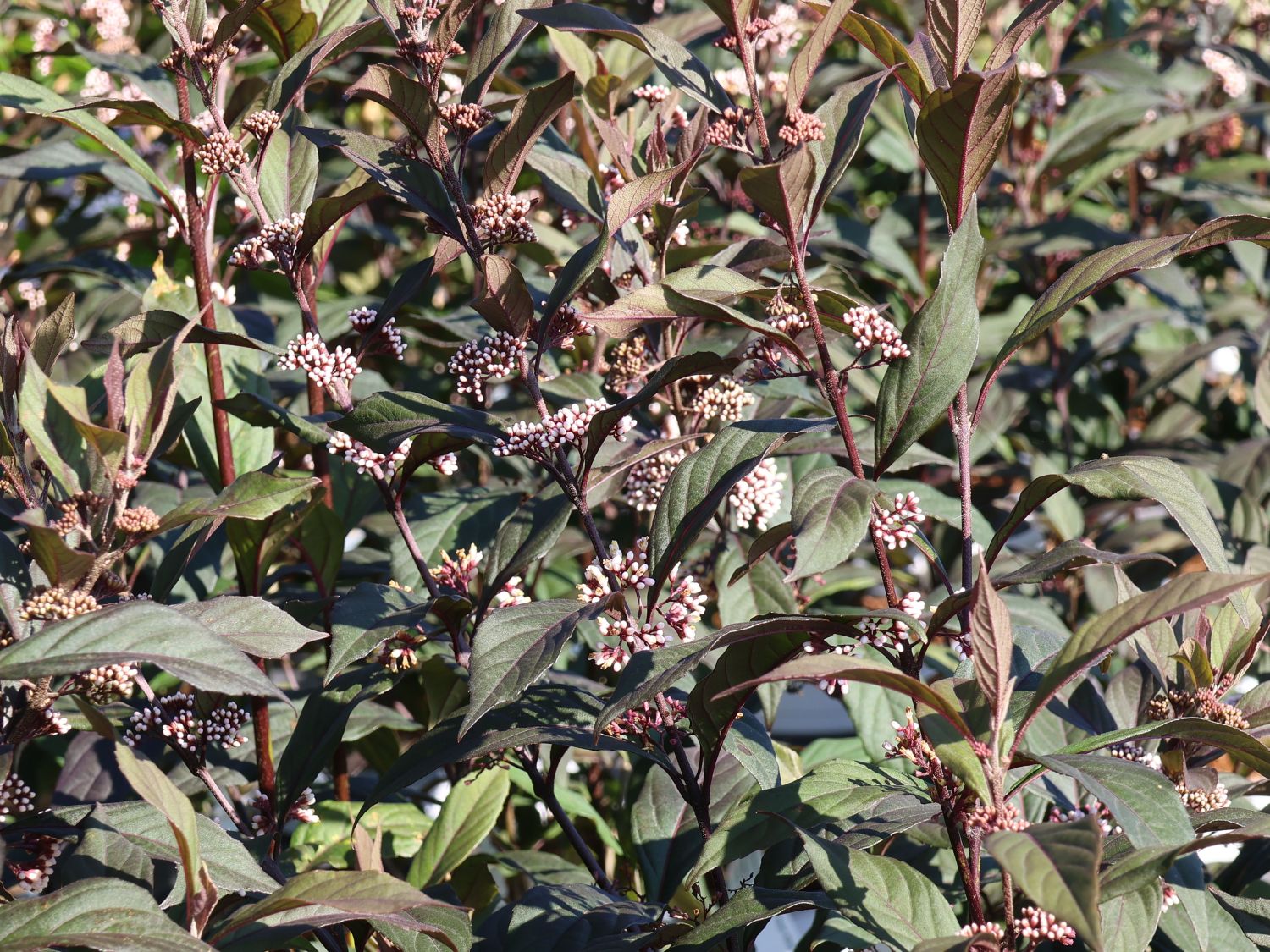 Liebesperlenstrauch / Schönfrucht 'Pearl Glam' - Callicarpa bodinieri ...