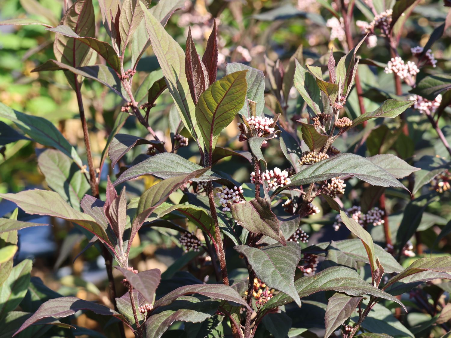 Liebesperlenstrauch / Schönfrucht 'Pearl Glam' - Callicarpa bodinieri ...