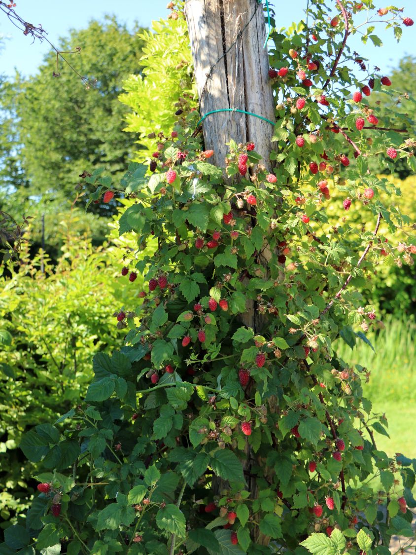 Loganbeere / Himbeere / Brombeere - Rubus loganobaccus - Baumschule ...