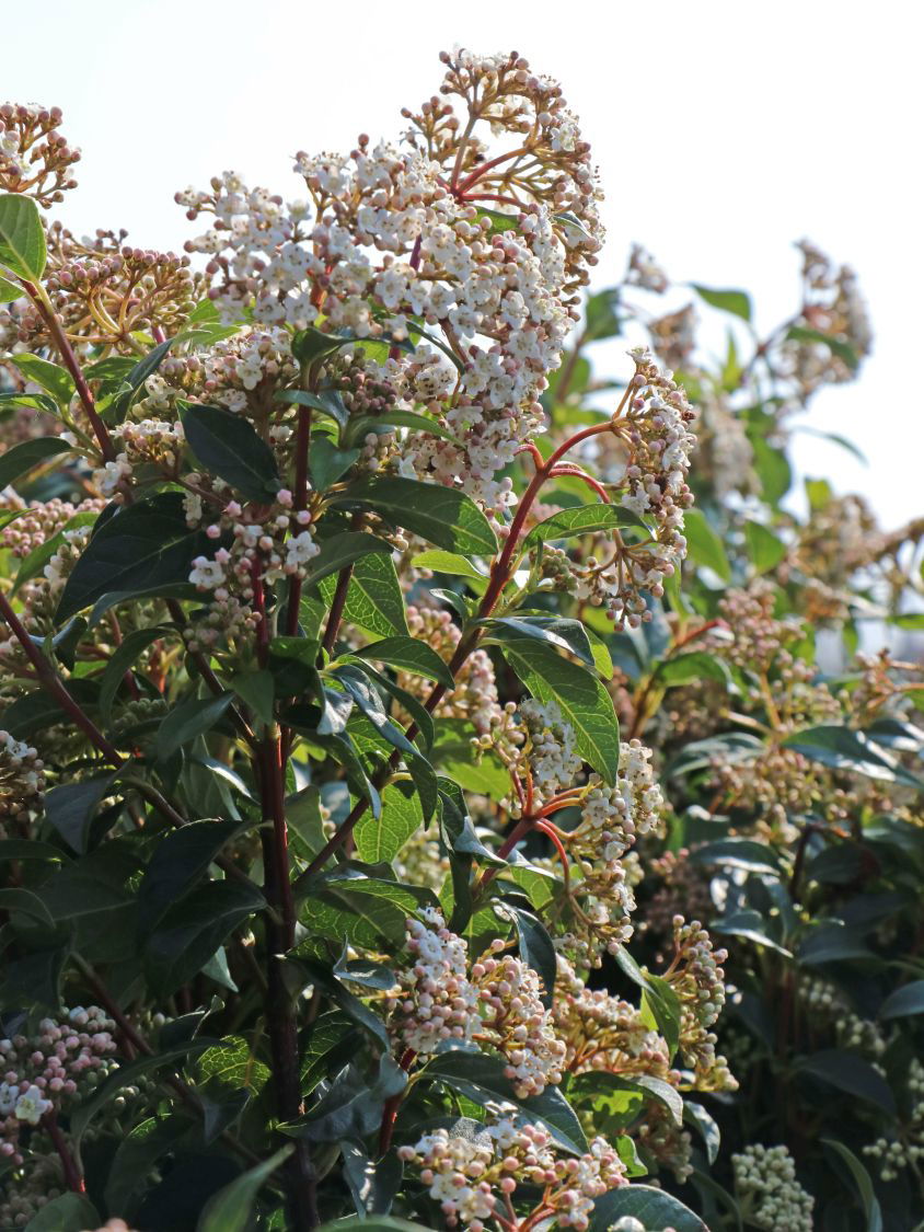 Lorbeer-Schneeball 'Eve Price' - Viburnum tinus 'Eve Price ...