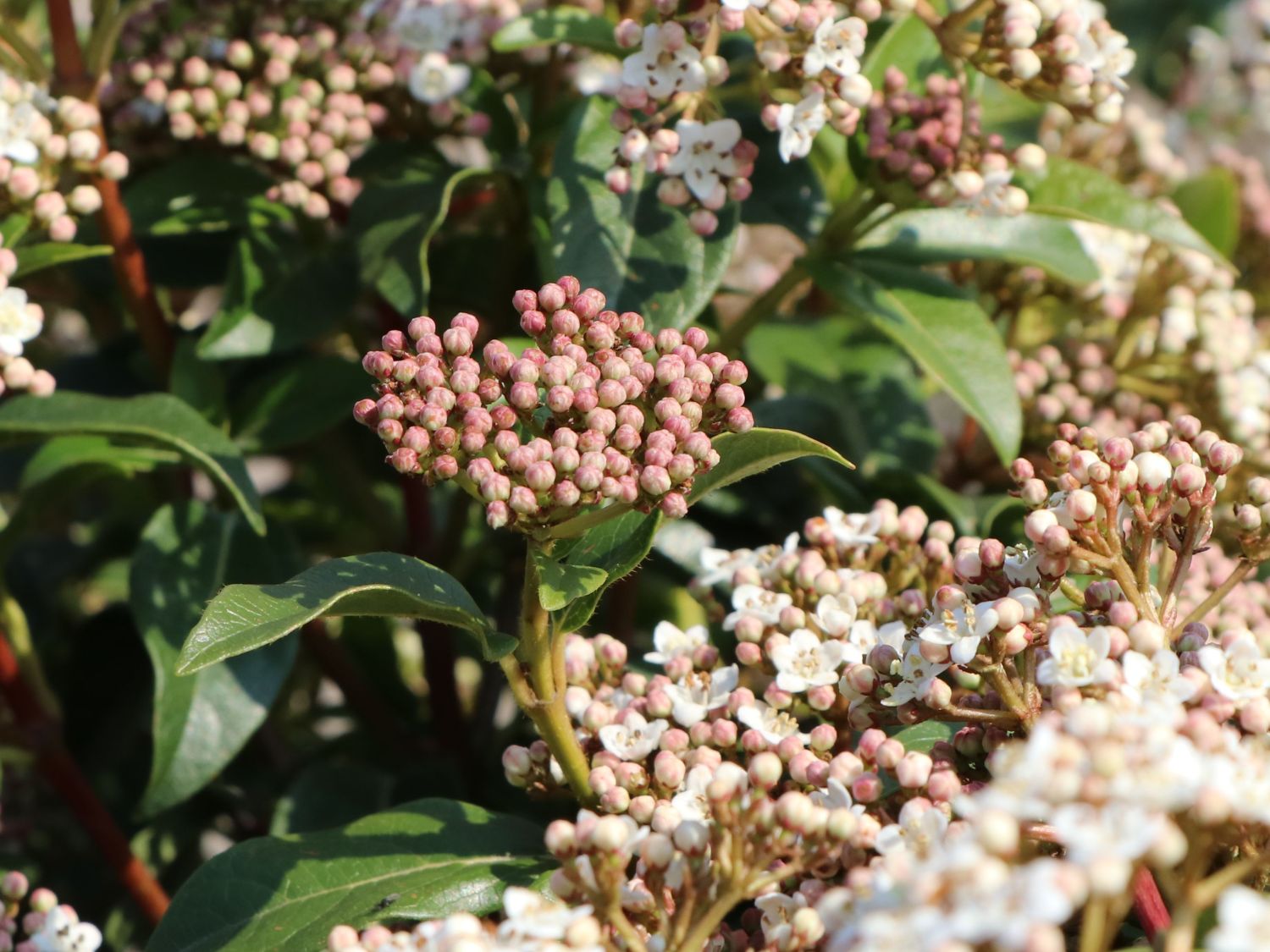 Lorbeer-Schneeball 'Eve Price' - Viburnum tinus 'Eve Price ...