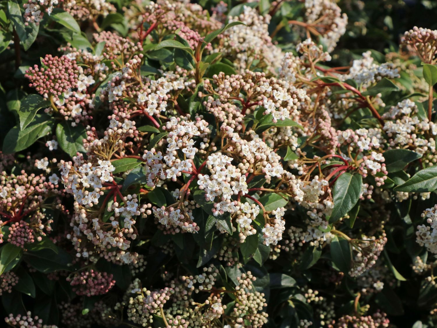 Lorbeer-Schneeball 'Eve Price' - Viburnum tinus 'Eve Price ...