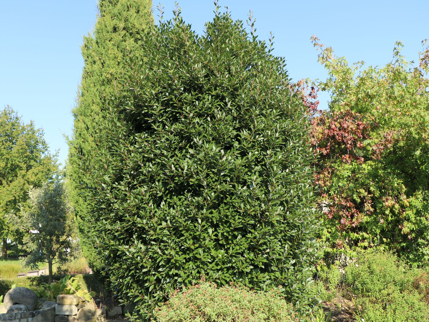 Echter Lorbeer - Laurus nobilis - Baumschule Horstmann