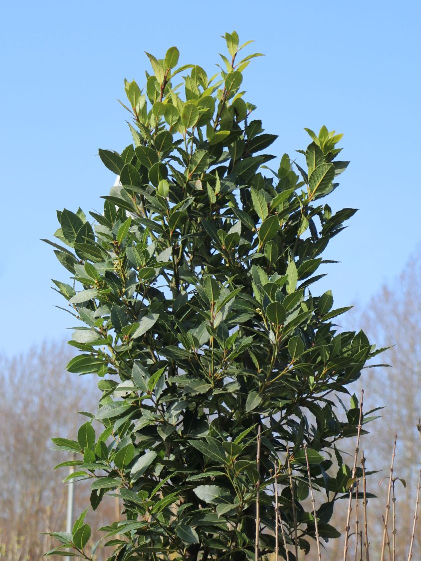 Echter Lorbeer - Laurus nobilis - Baumschule Horstmann
