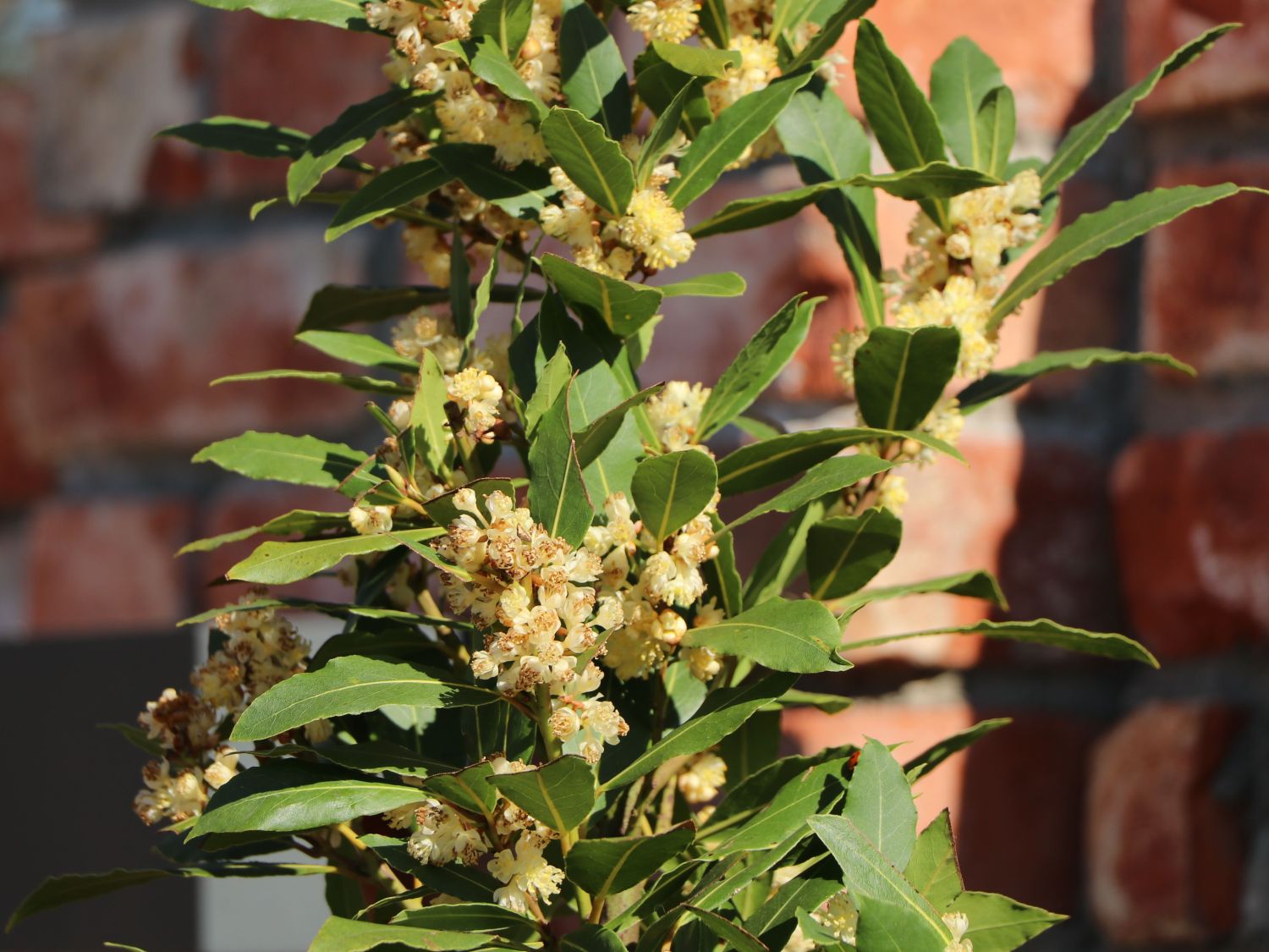 Echter Lorbeer - Laurus nobilis - Baumschule Horstmann