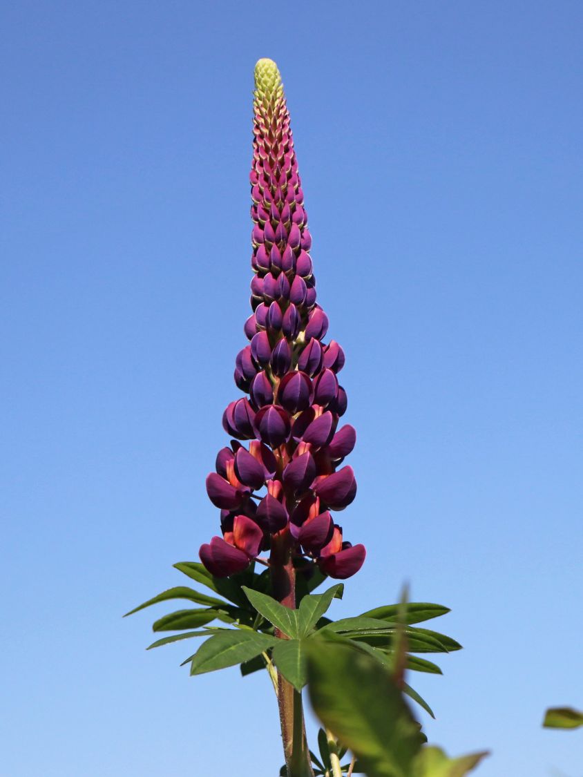 Lupine 'Masterpiece' ® - Alles erfahren über Blüte, Wuchs & Co.