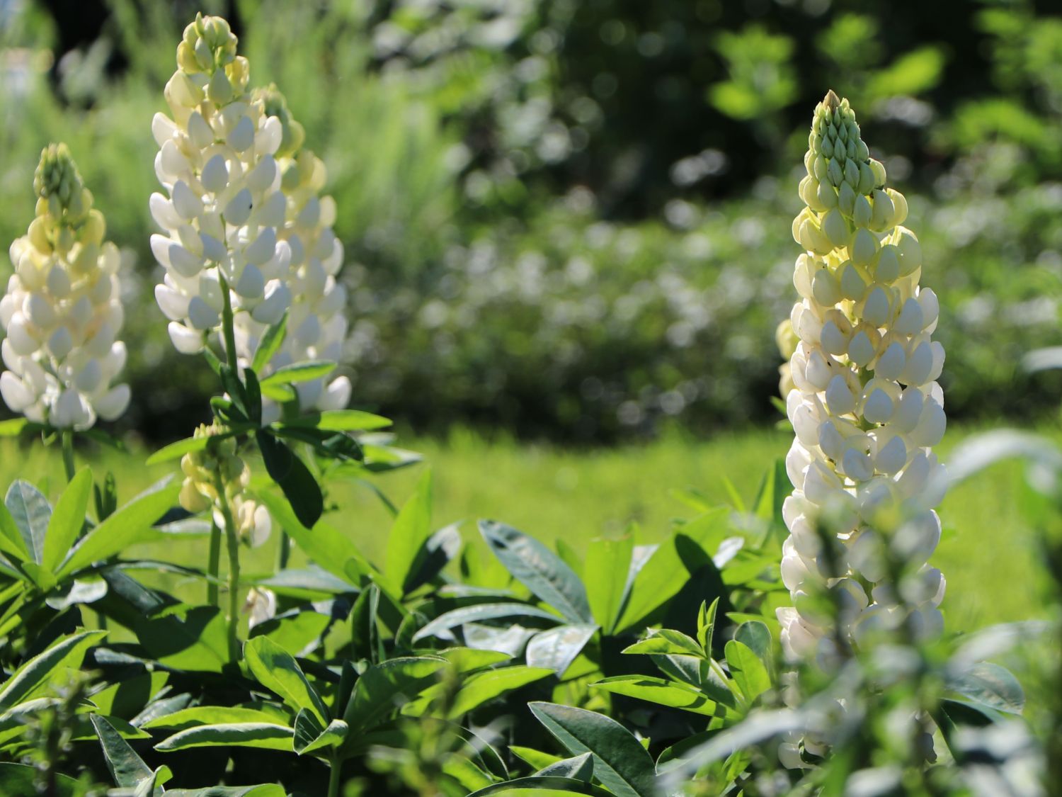 Lupine Westcountry 'Polar Princess' - Beste Sorten & Stauden-Wissen