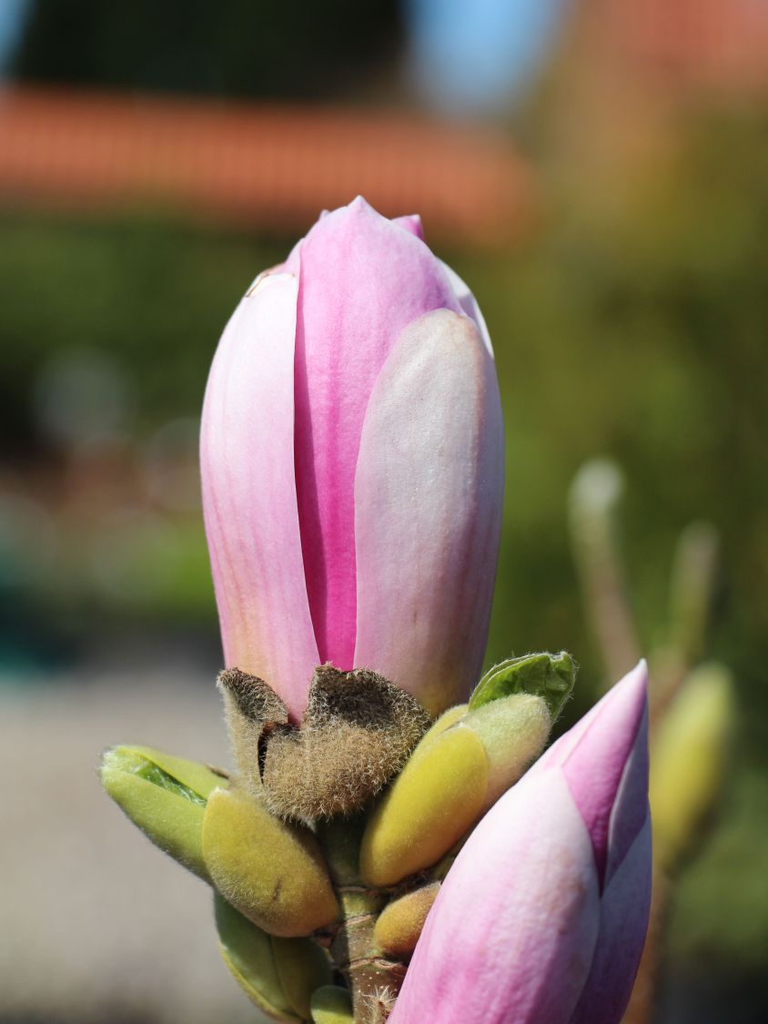 Magnolia 'Satisfaction' ® - Magnolia 'Satisfaction' ® - Baumschule ...