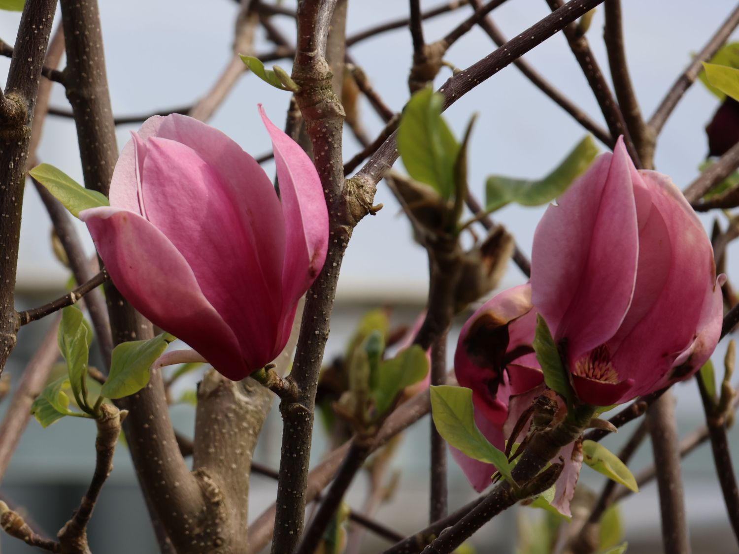 Magnolie 'Red as Red' - Magnolia 'Red as Red' - Baumschule Horstmann