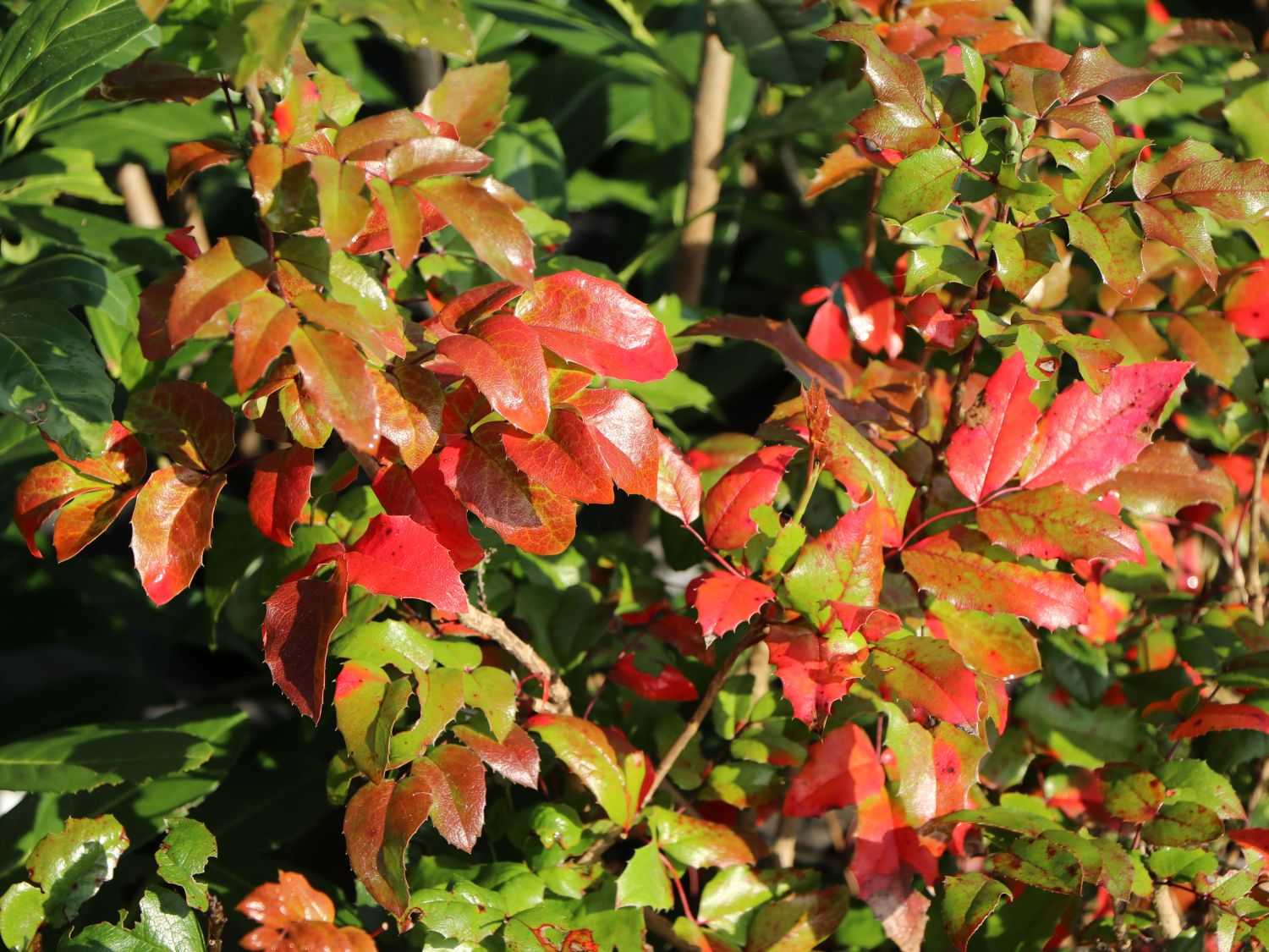 Mahonie - Mahonia aquifolium - Baumschule Horstmann