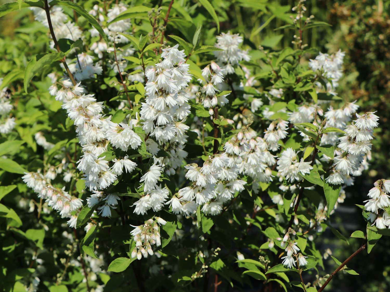 Maiblumen-Strauch / Gefüllter Sternchenstrauch Buntstifter 'Plena ...