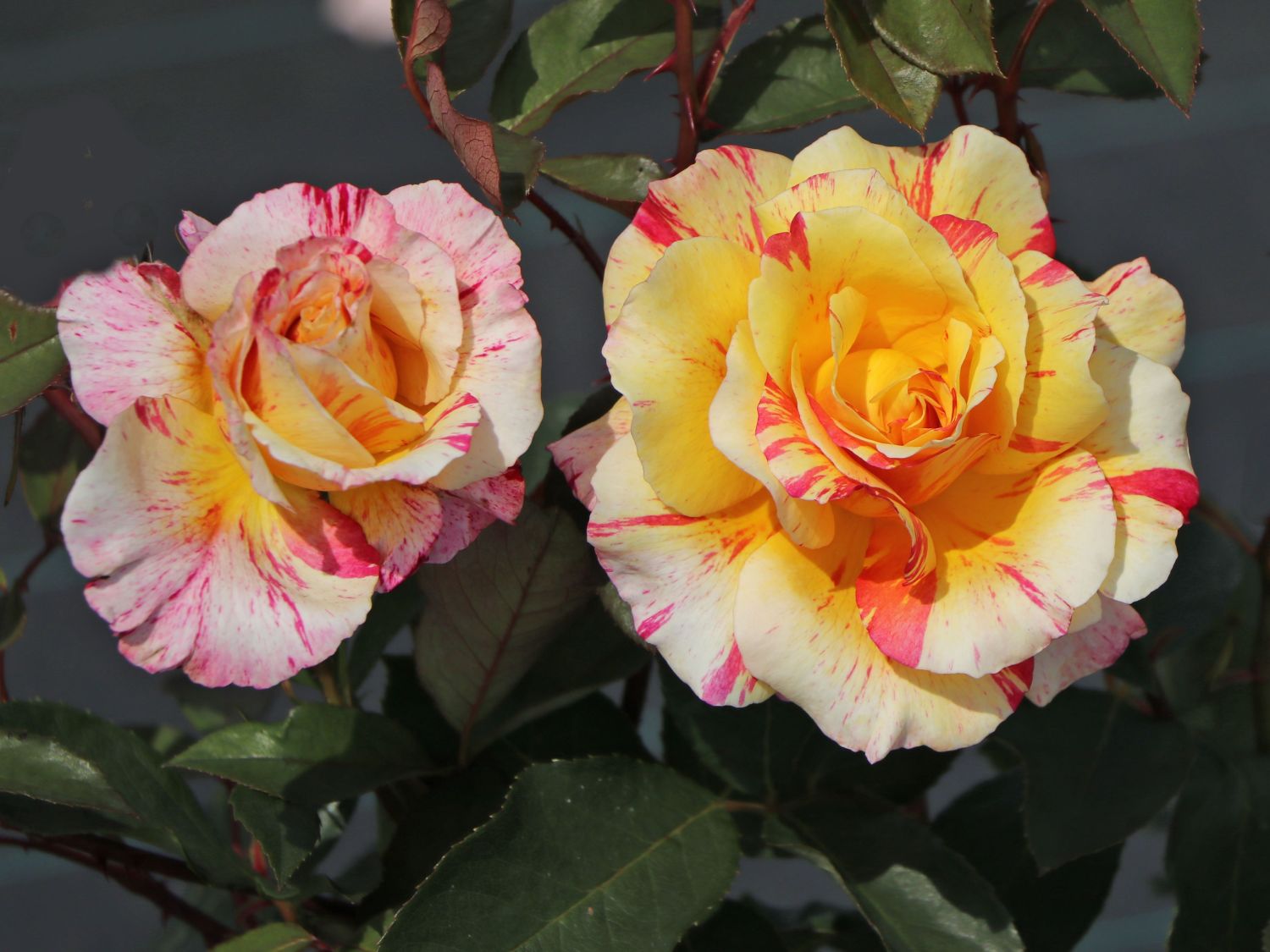 Mehrfarbige Rosen - Für mehr Farbe in Deinem Garten