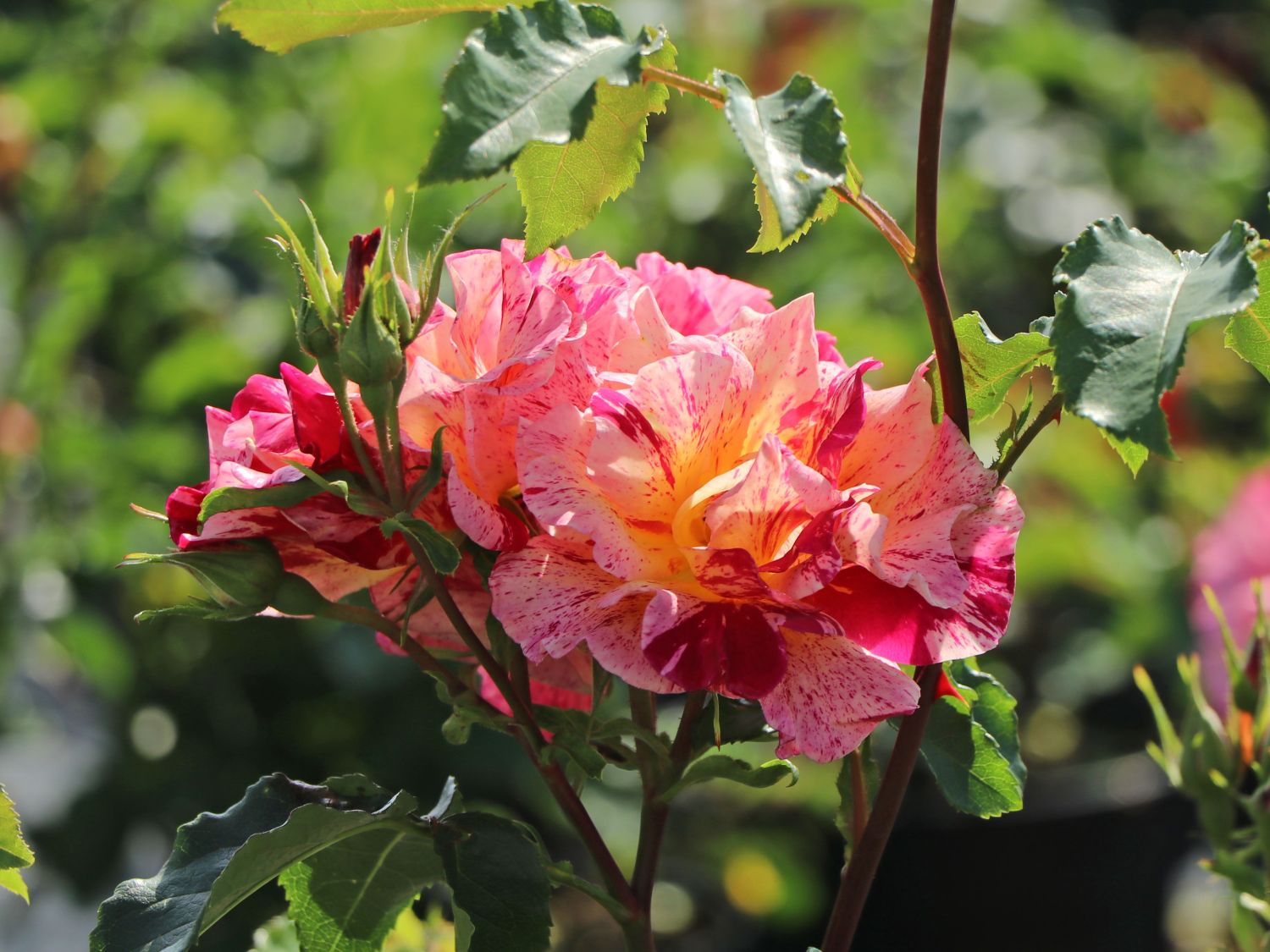 Mehrfarbige Rosen - Für mehr Farbe in Deinem Garten