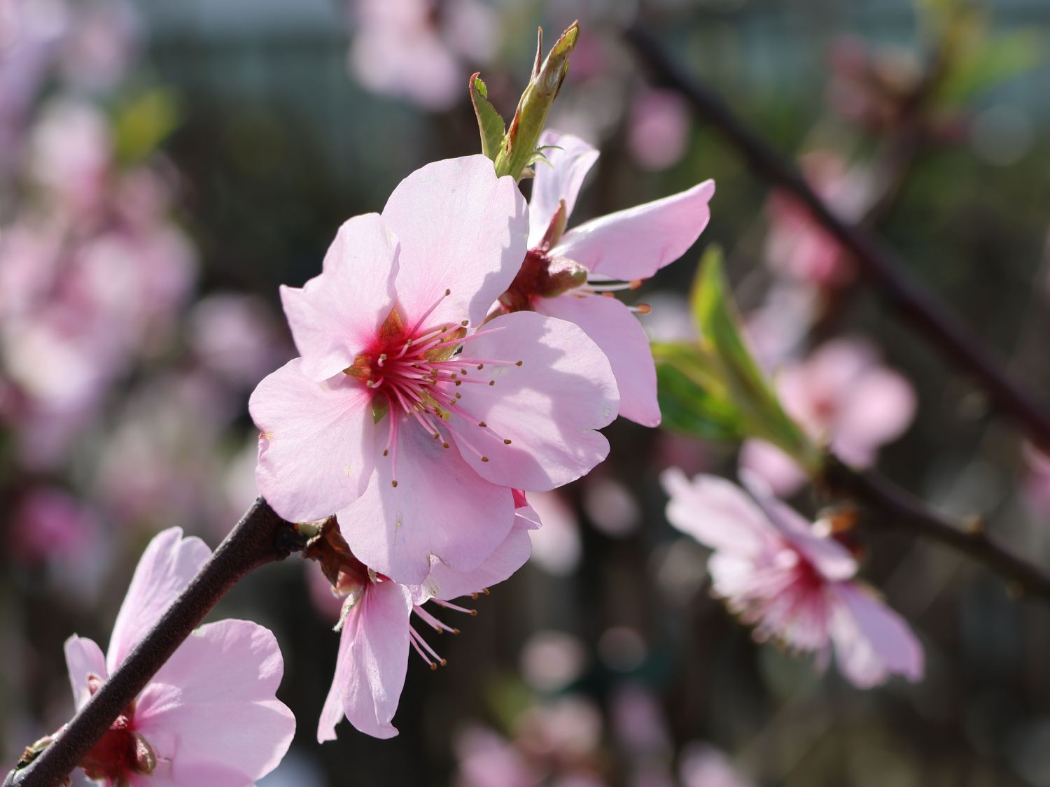 Mandel 'Mandelkönigin' - Prunus amygdalus 'Mandelkönigin' - Baumschule ...
