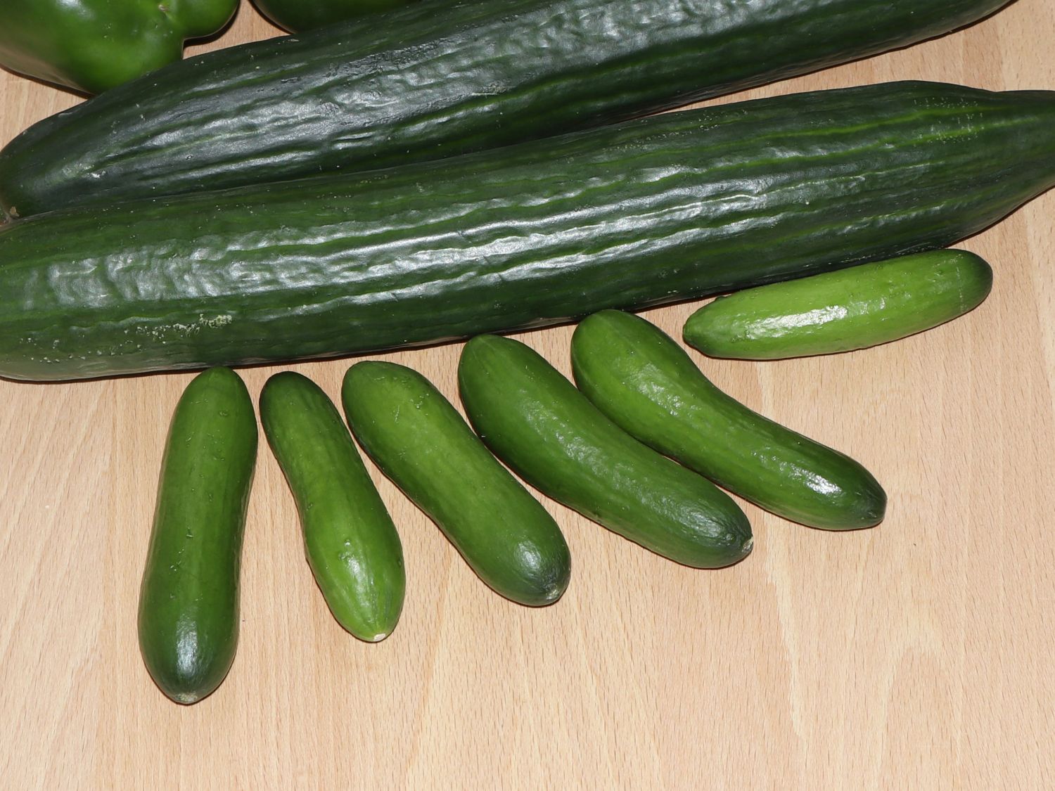 Mini-Snack-Gurke 'Mini Stars' - Expertenwissen zu dieser Staude