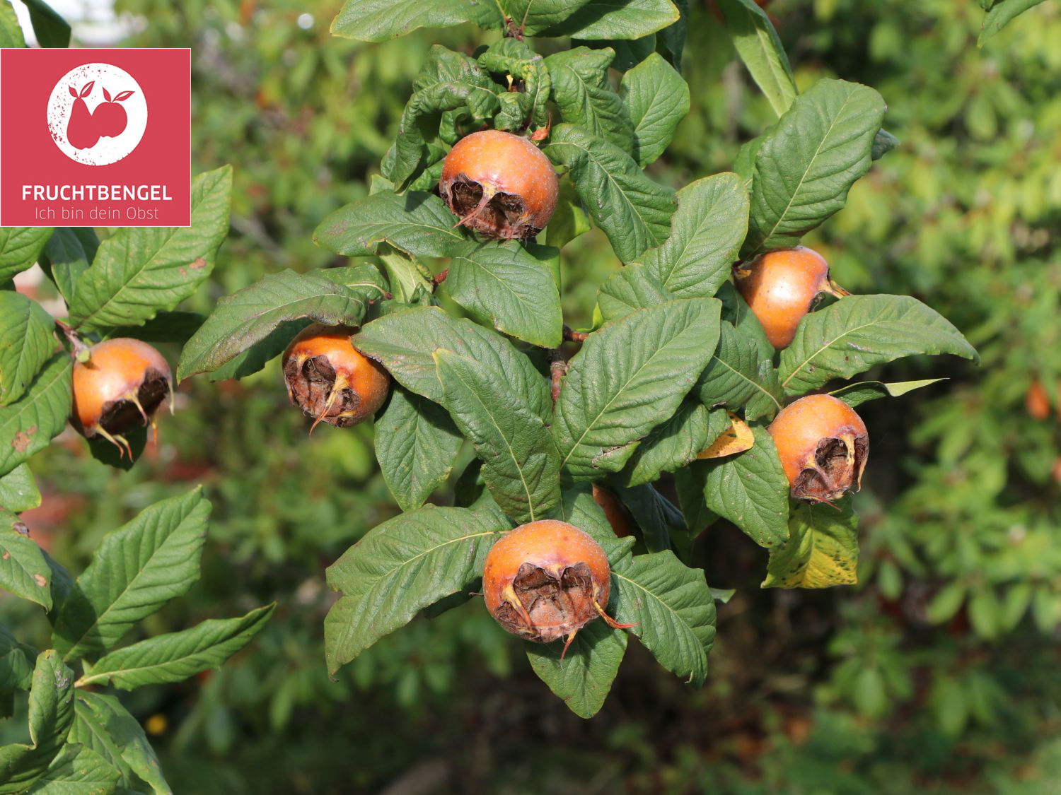 Mispeln (Mespilus) - Infos & Pflanzen dieser Gattung