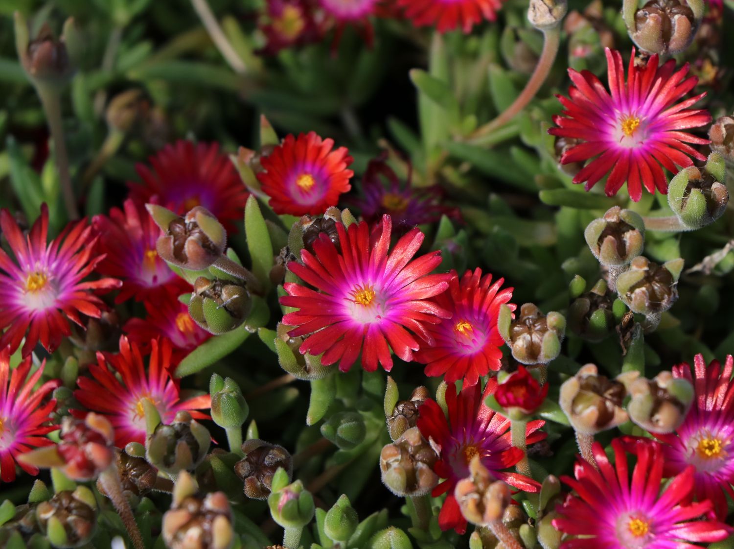 Mittagsblume 'Red Mountain' - Expertenwissen zu dieser Staude