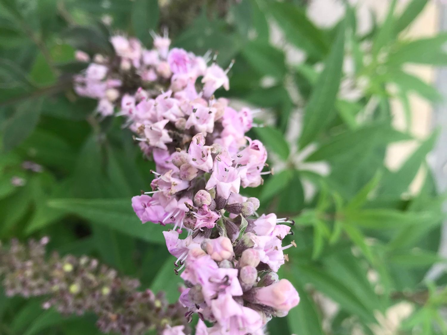 Mönchspfeffer 'Galactic Pink' - Vitex agnus-castus 'Galactic Pink ...