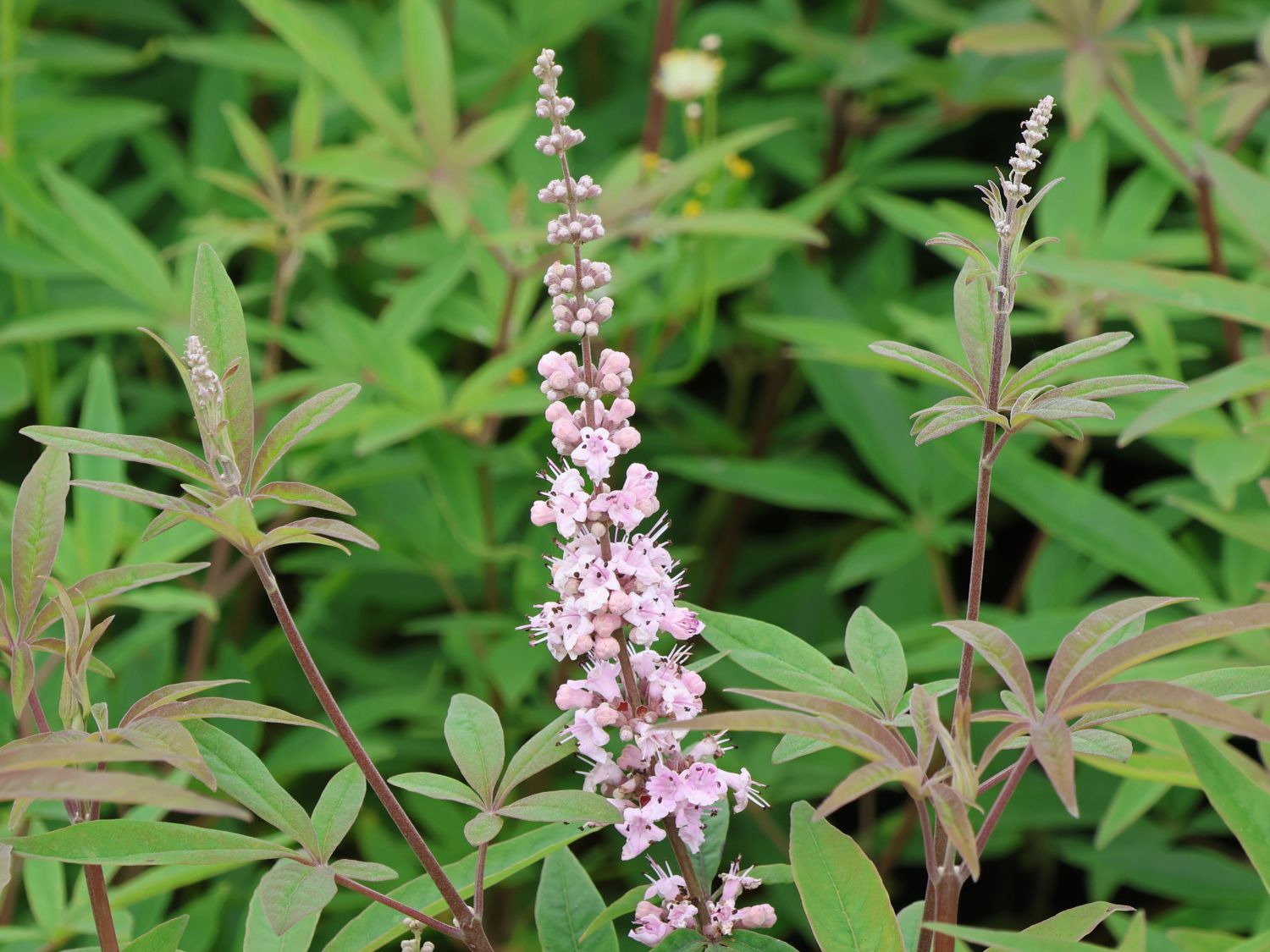 Mönchspfeffer 'Galactic Pink' - Vitex agnus-castus 'Galactic Pink ...