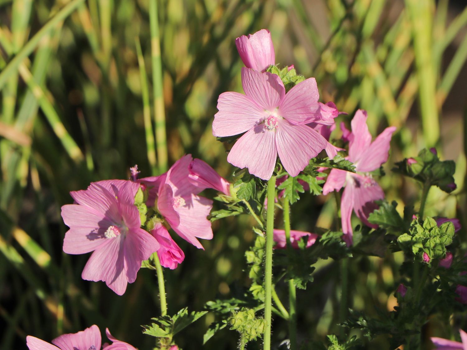 Moschus-Malve (Malva moschata) - Schönste Stauden & Expertenwissen
