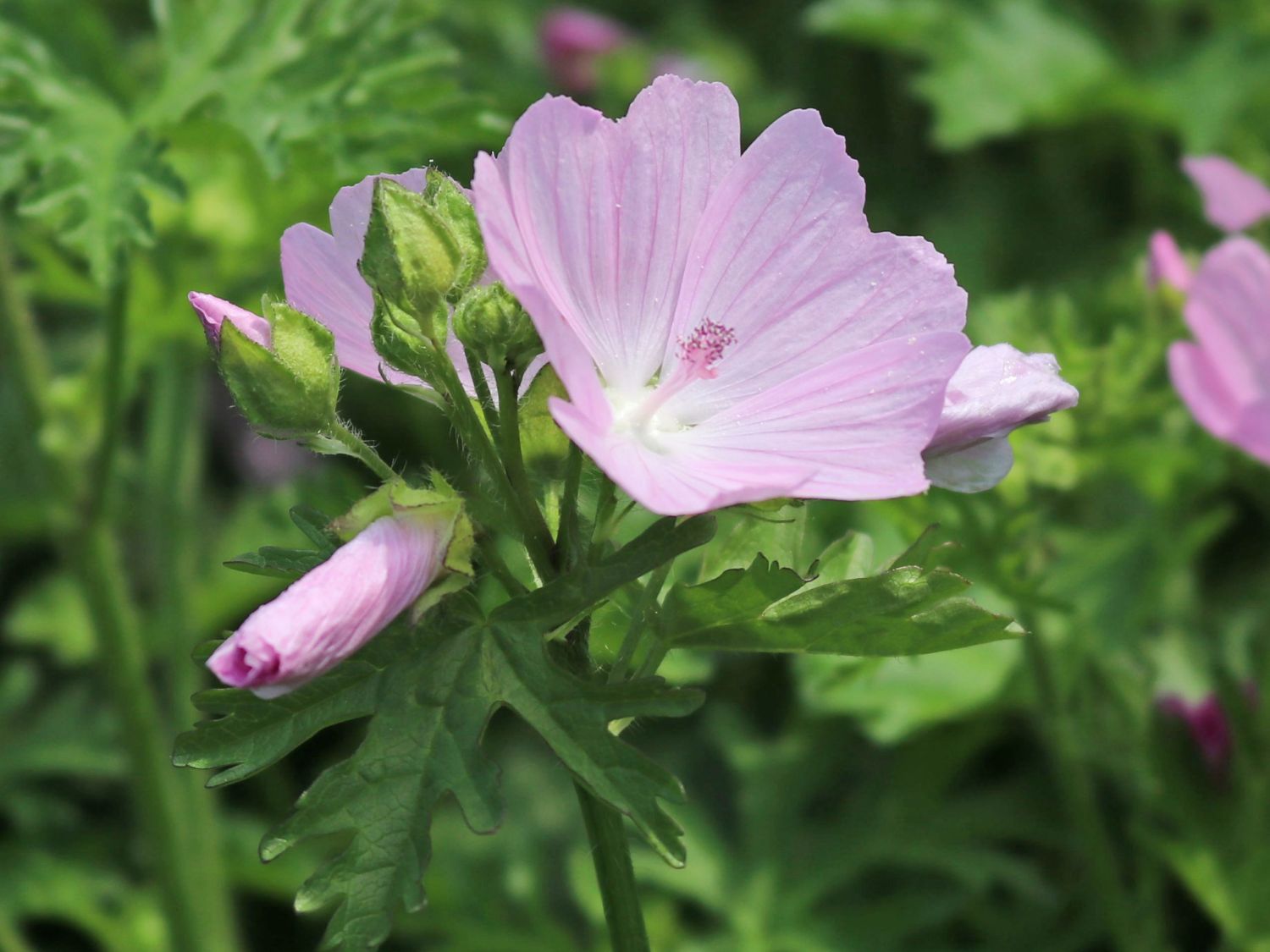 Moschus-Malve (Malva moschata) - Schönste Stauden & Expertenwissen
