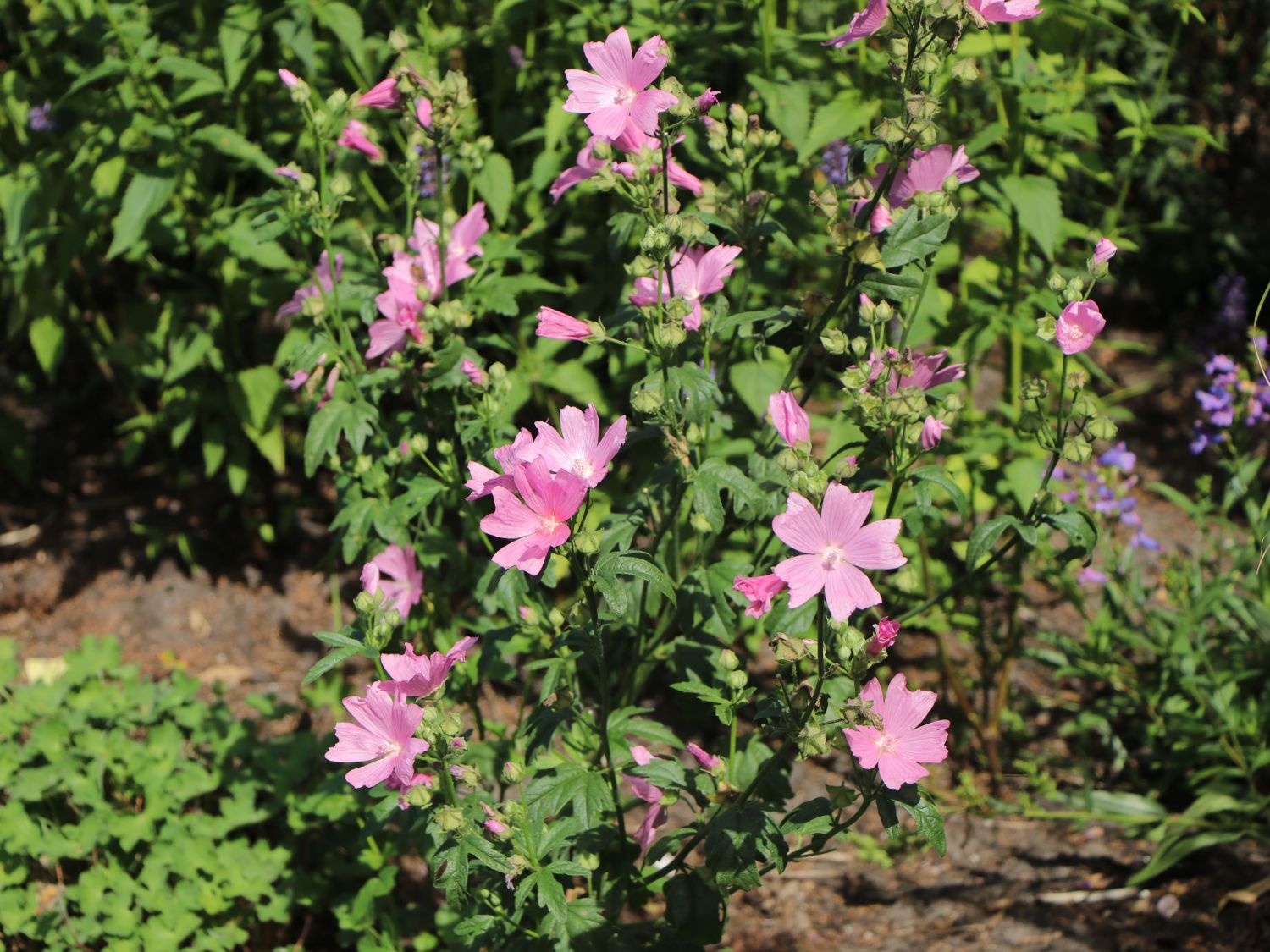 Moschus-Malve (Malva moschata) - Schönste Stauden & Expertenwissen