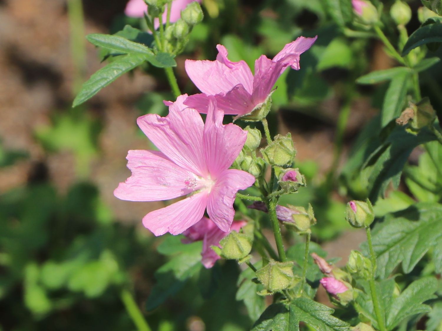 Moschus-Malve (Malva moschata) - Schönste Stauden & Expertenwissen