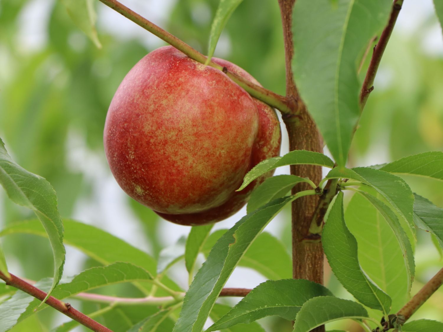 Nektarine 'Nectared' - Prunus nucipersica 'Nectared' - Baumschule Horstmann