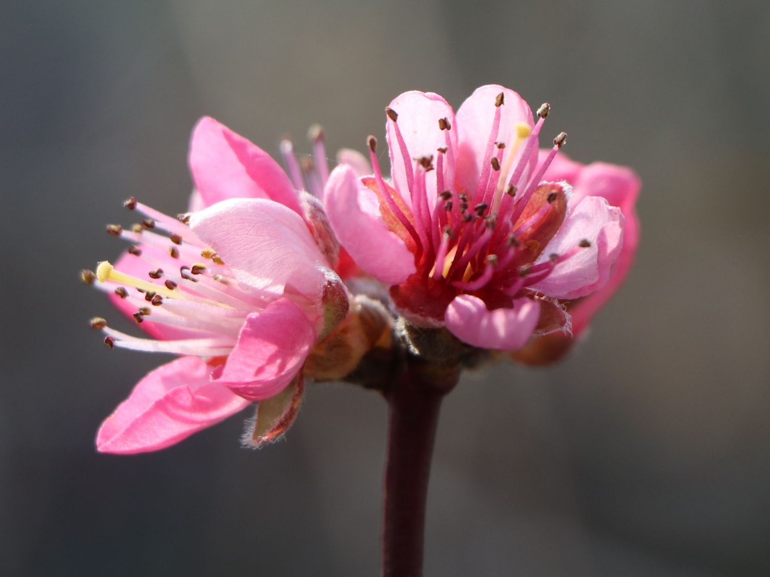 Nektarine 'Nectared' - Prunus nucipersica 'Nectared' - Baumschule Horstmann