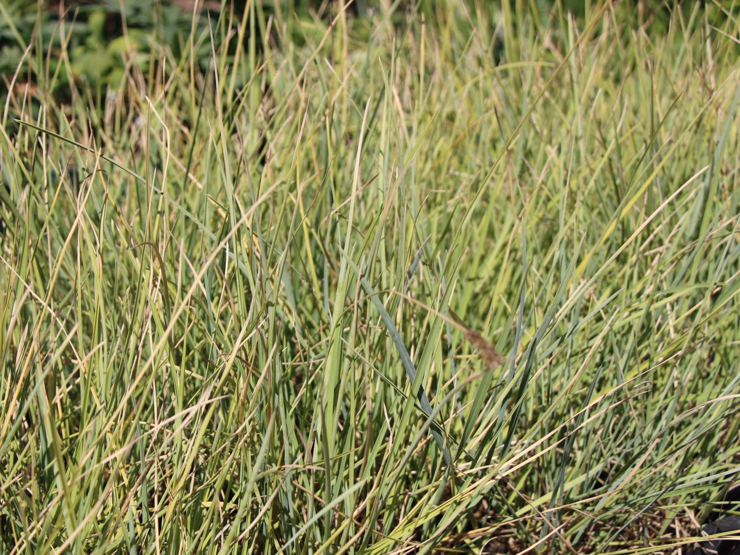 Nest-Blaugras (Sesleria nitida) - perfekte Stauden & Ratgeber
