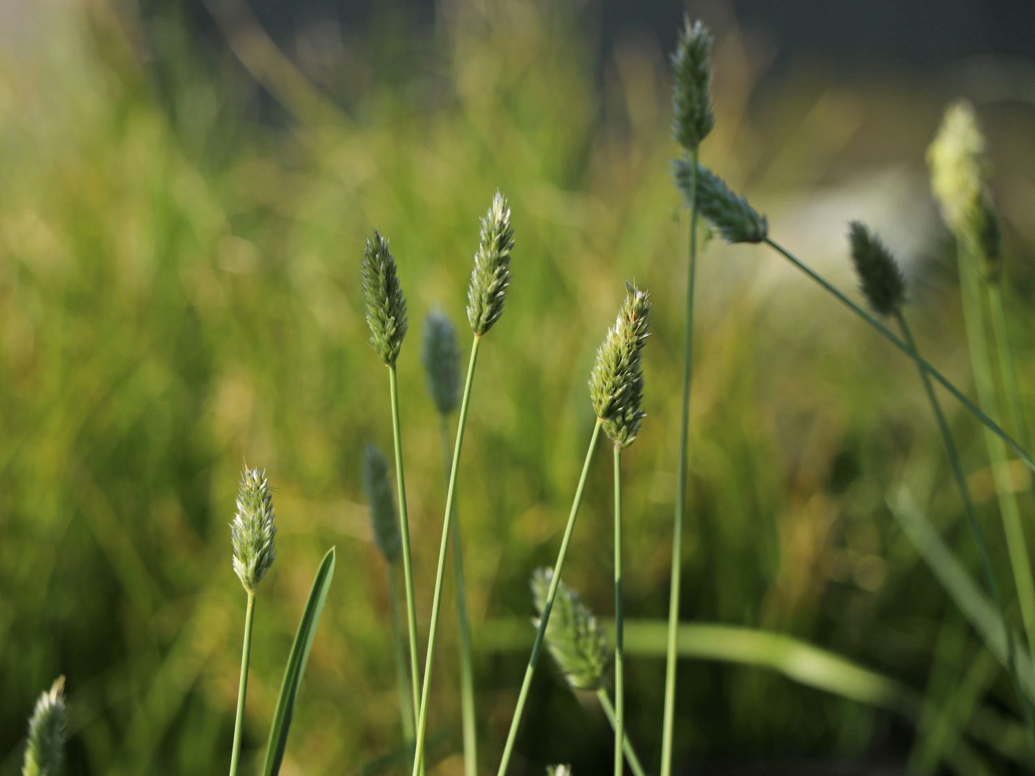 Nest-Blaugras (Sesleria nitida) - perfekte Stauden & Ratgeber