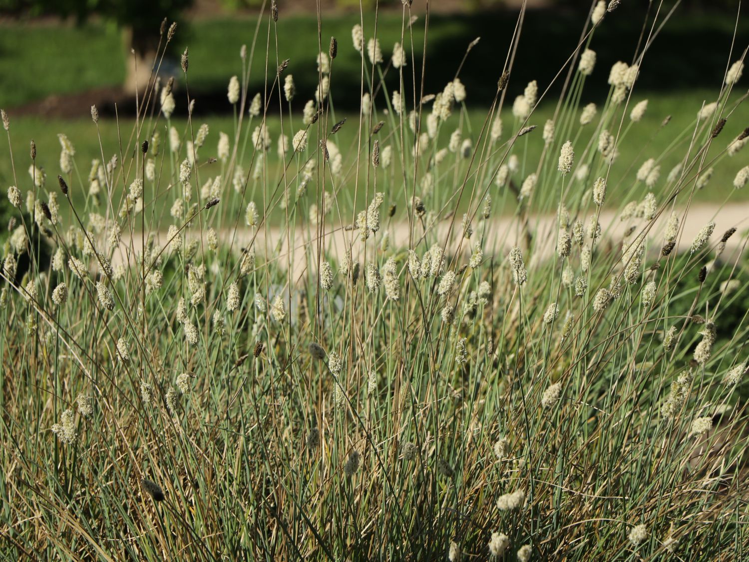 Nest-Blaugras (Sesleria nitida) - perfekte Stauden & Ratgeber
