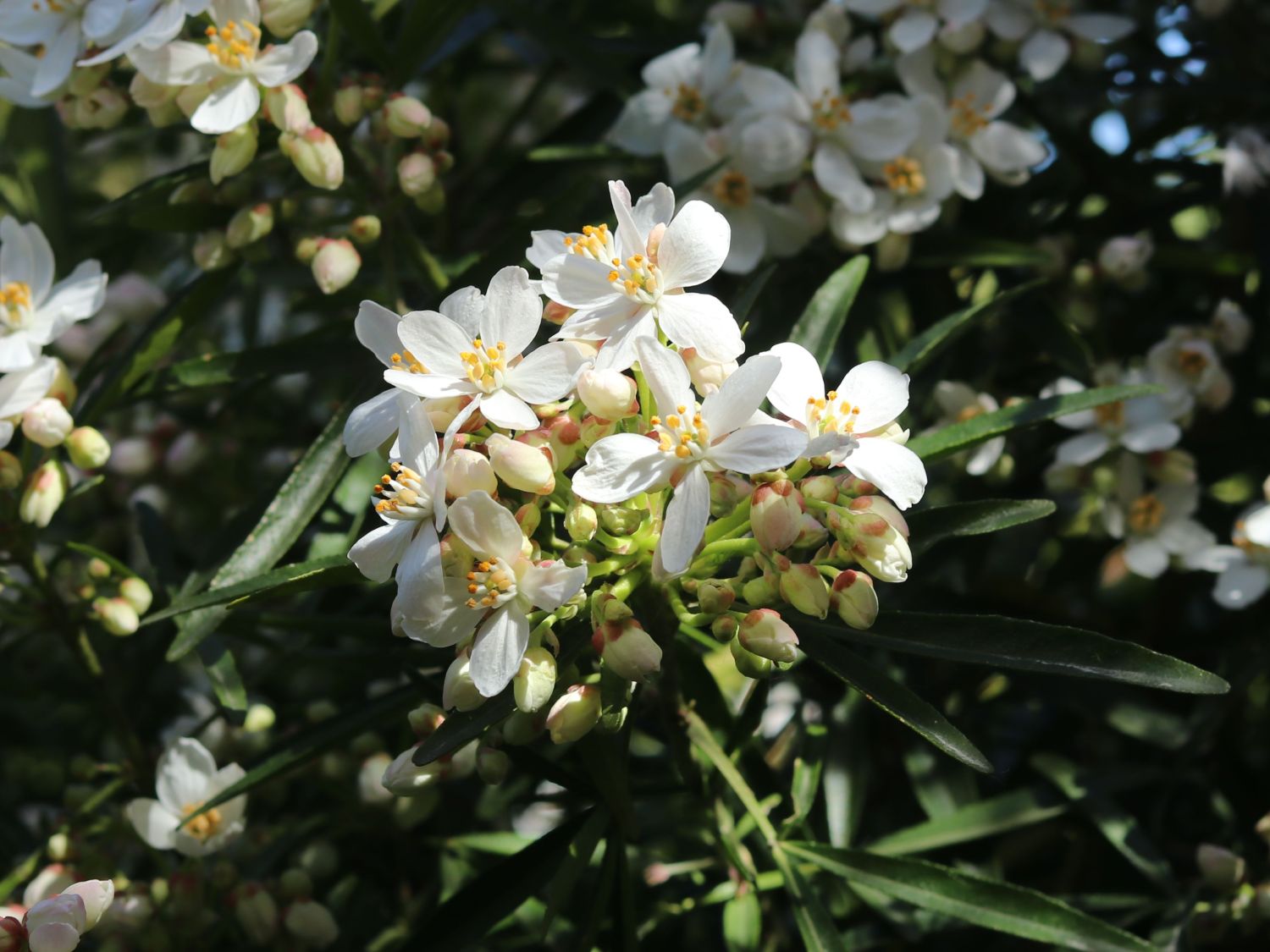 Orangenblume Apple Blossom